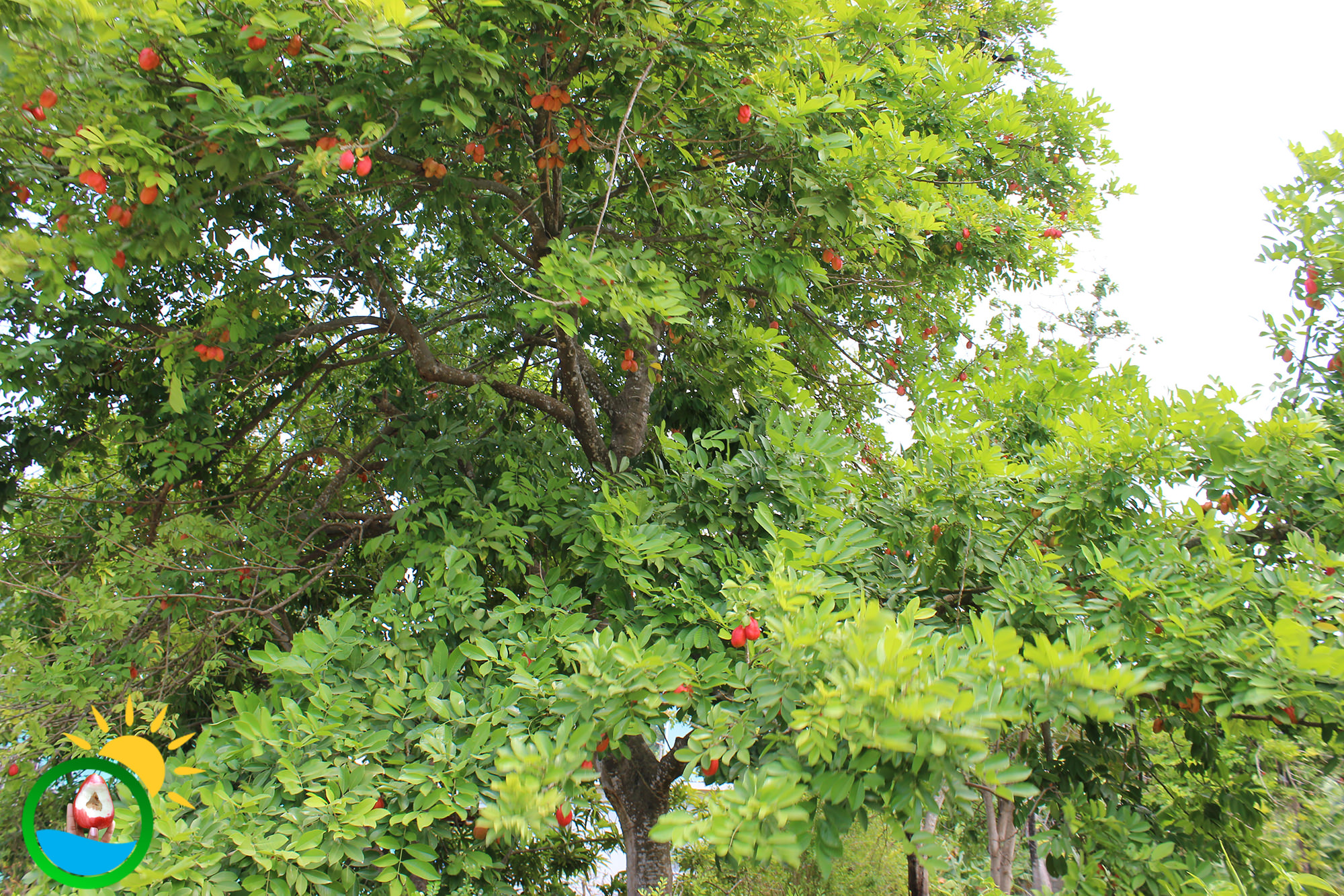 Jamaican Ackee Tree Cultivate Akee: A Tropical Garden Delight